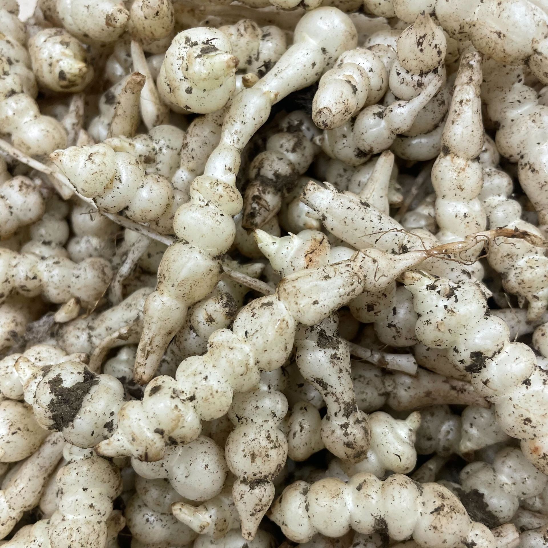 How to grow Crosnes in Québec | Terre promise
