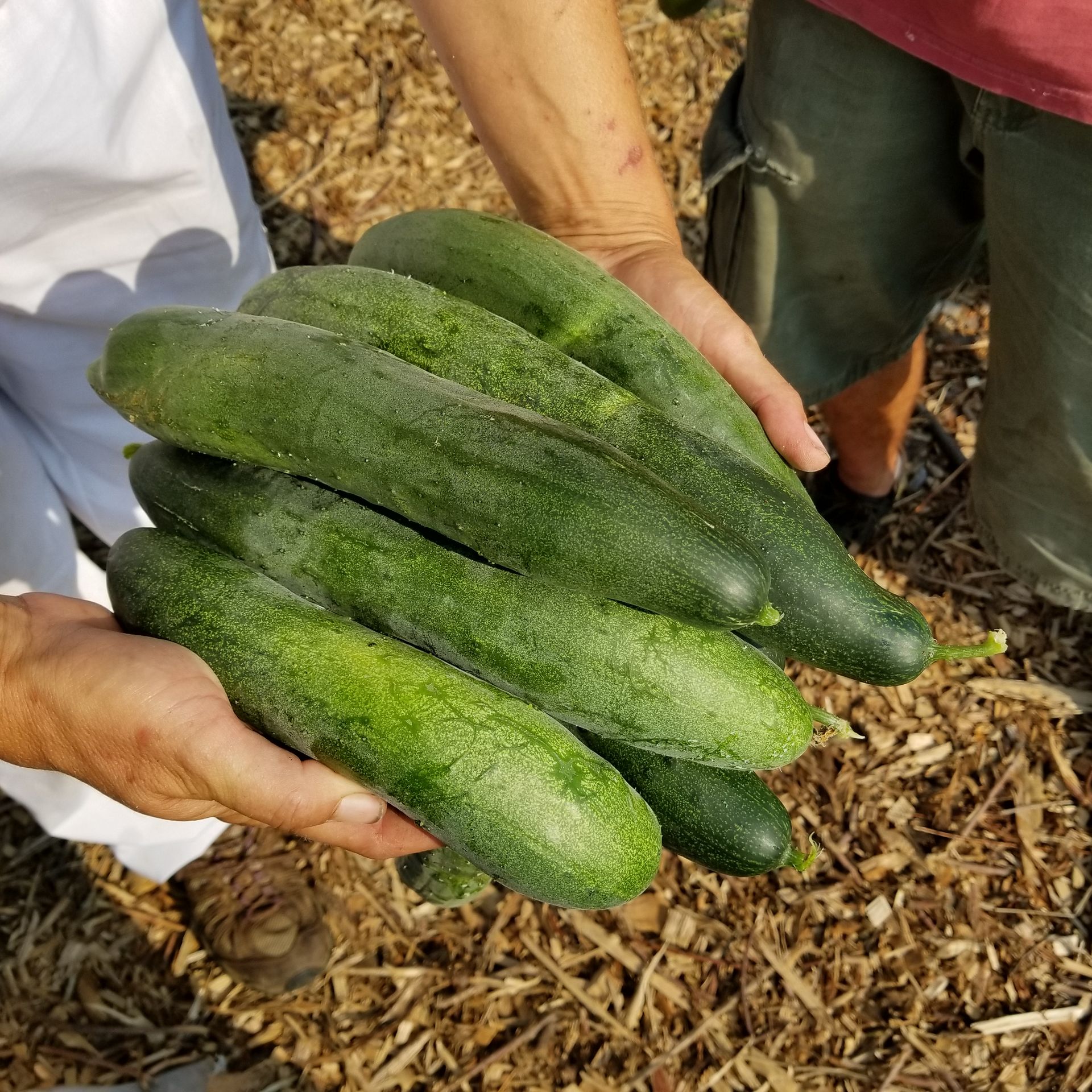 Growing Cucumbers in Quebec | Terre promise