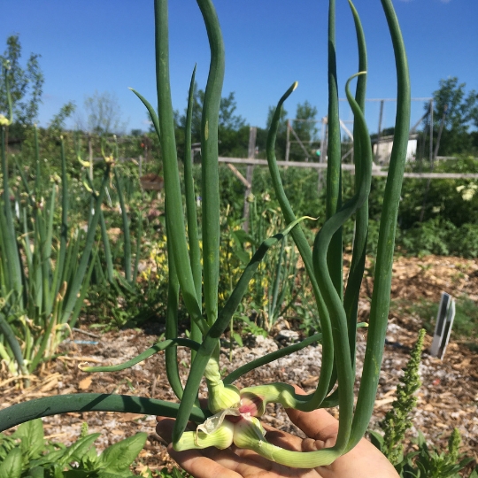 Perennial Onion (Allium cepa) | Terre promise