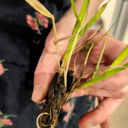 Sweetgrass (Hierochloe odorata) | Terre promise