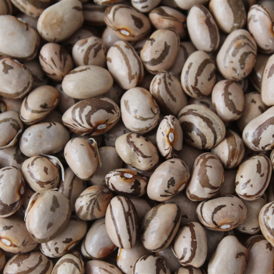 Kahnawake Mohawk Pole Bean (Phaseolus vulgaris) | Terre promise