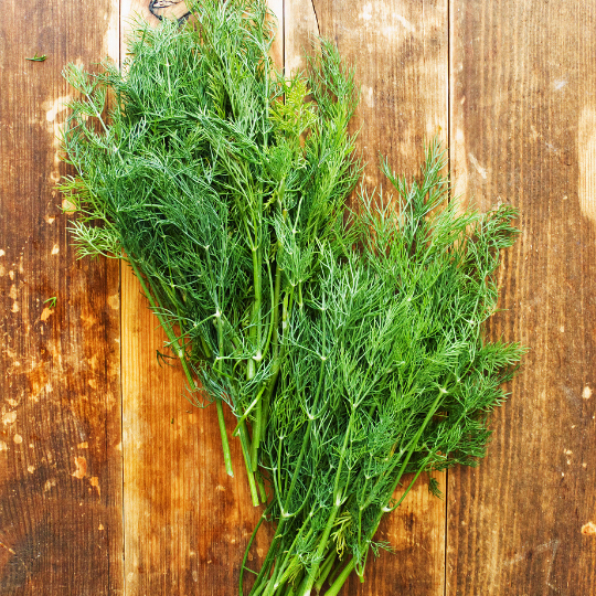 Dill (Anethum graveolens) | Terre promise