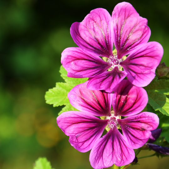 Mauritania Mallow (Malva sylvestris ssp. mauritiana) | Terre promise