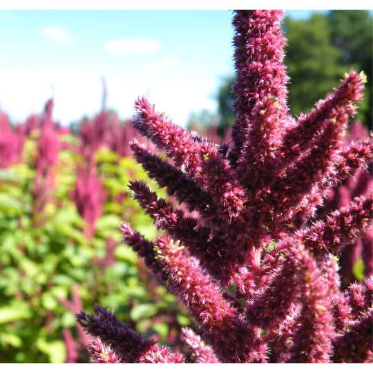 Amaranth (Amaranthus sp.) | Terre promise