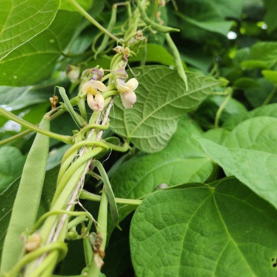 Skunk Pole bean (Phaseolus vulgaris) | Terre promise