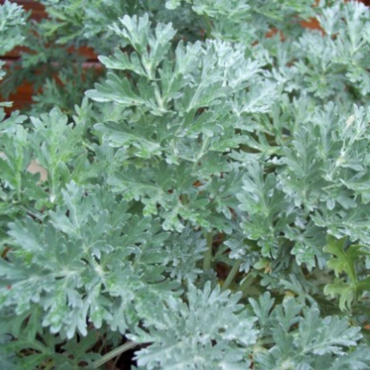 Wormwood (Artemisia absinthium) | Terre promise
