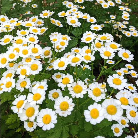 Feverfew (Tanacetum parthenium) | Terre promise