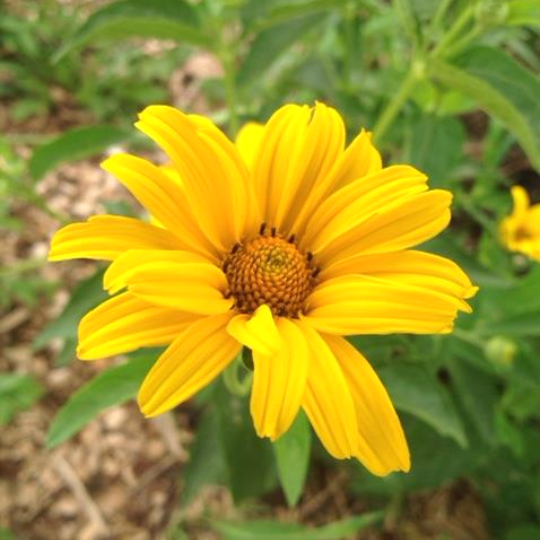 Sunflower Heliopsis (Heliopsis helianthoides) | Terre promise