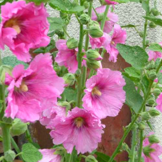 Hollyhock (Alcea rosea) | Terre promise