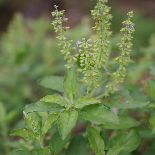 Holy Basil (Ocimum sanctum) | Terre promise