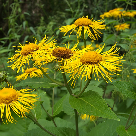 Elecampane (Inula helenium) | Terre promise
