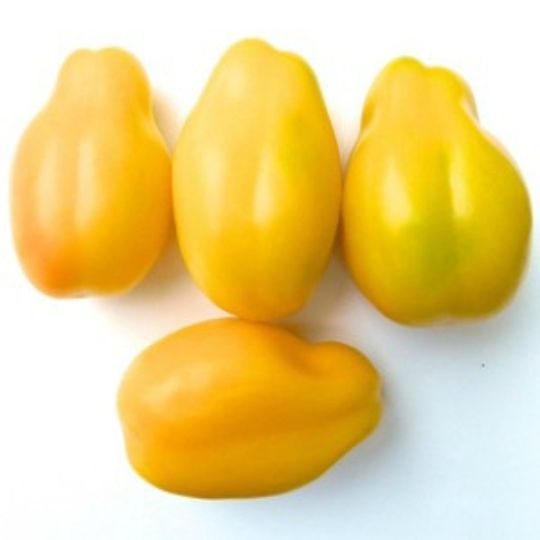 Yellow Bell Tomato (Solanum lycopersicum) | Terre promise
