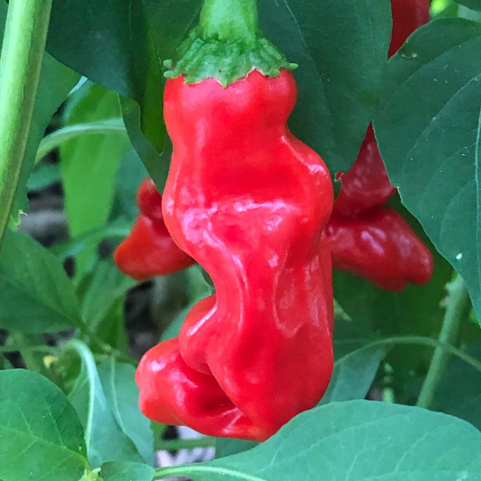 Pepper Penis (Capsicum anuum) | Terre promise