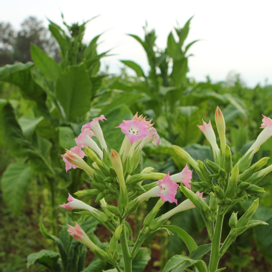 Virginia Gold Tobacco (Nicotiana tabacum) | Terre promise
