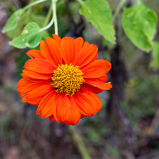 Mexican Tithonia (Tithonia rotundifolia) | Terre promise