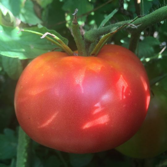 Quebec Blood Tomato (Solanum lycopersicum) | Terre promise