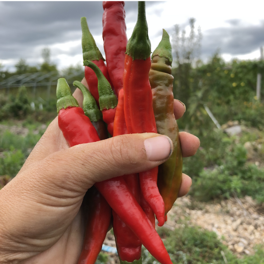Red Rocket Pepper (Capsicum annuum) | Terre promise