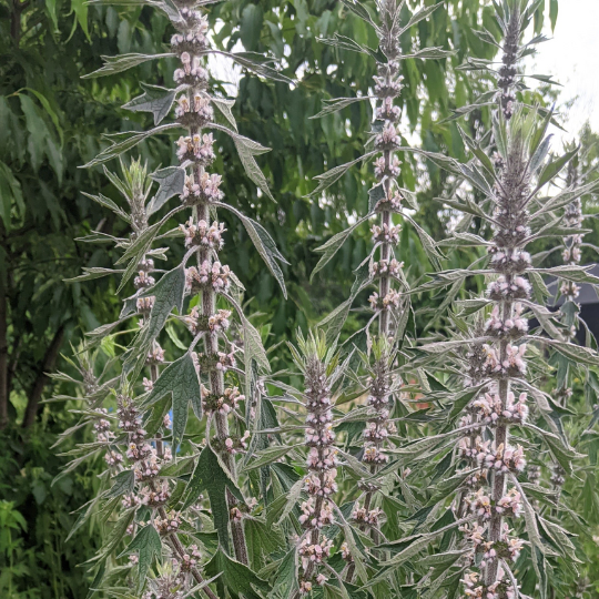 Motherwort (Leonurus cardiaca) | Terre promise
