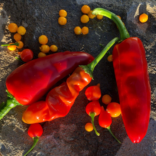 Mix of hot peppers (Capsicum annuum and chinense) | Terre promise