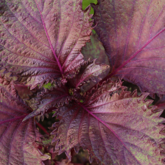 Purple Shiso (Perilla frutescens) | Terre promise